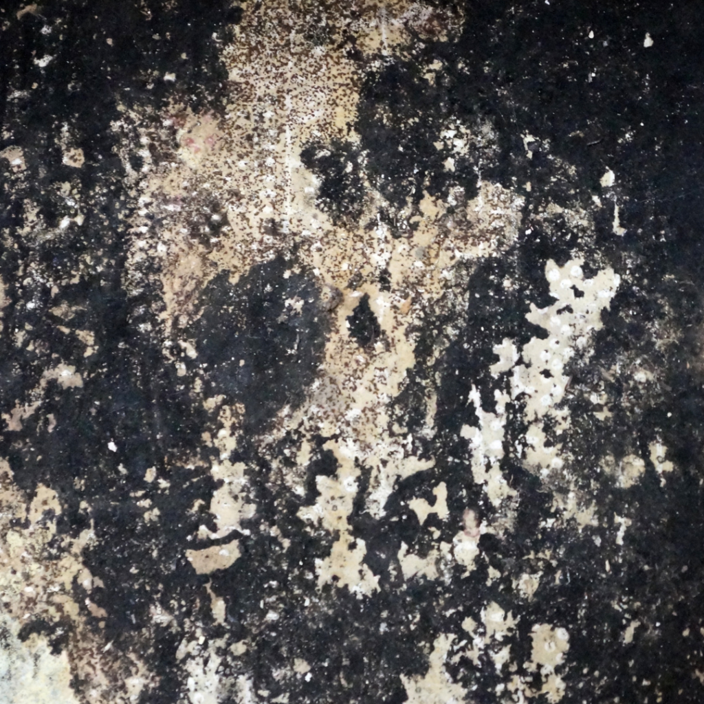 Understanding Black Mold: Risks, Symptoms, and Effective Prevention ...